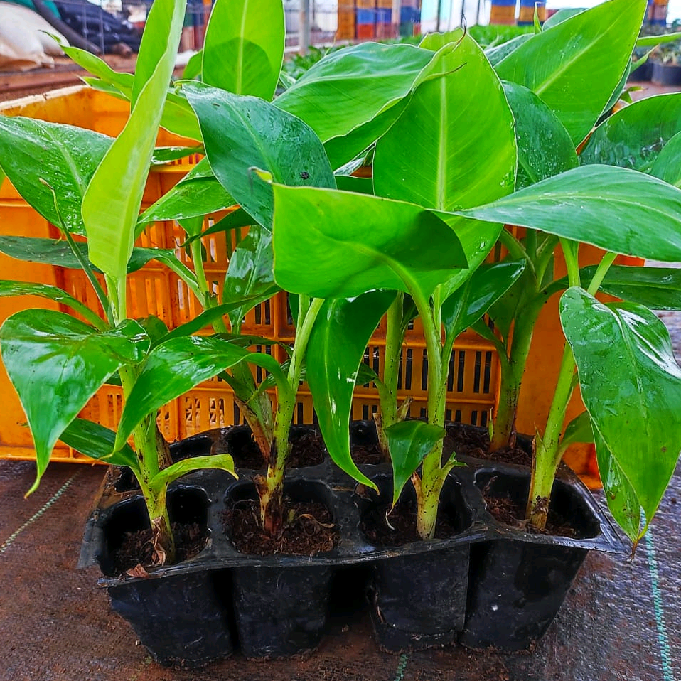 Shivtirth Agro Services Khamni