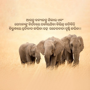 sinhala sub net telegram